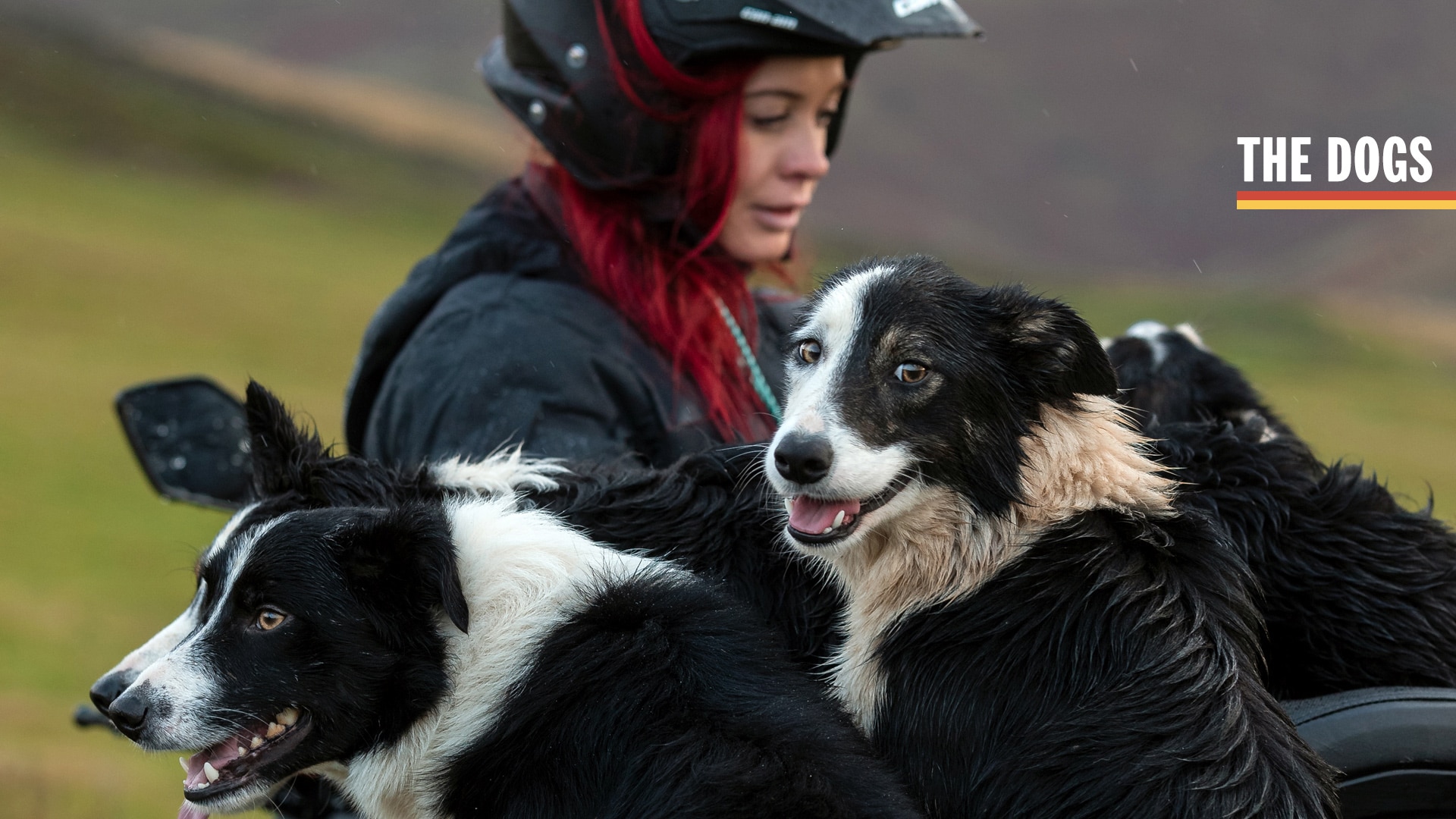 RED SHEPHERDESS